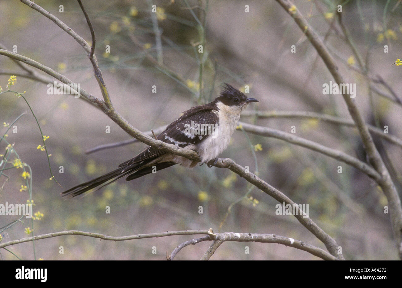 GREAT SPOTTED CUCKOO Clamator glandarius Stock Photo - Alamy