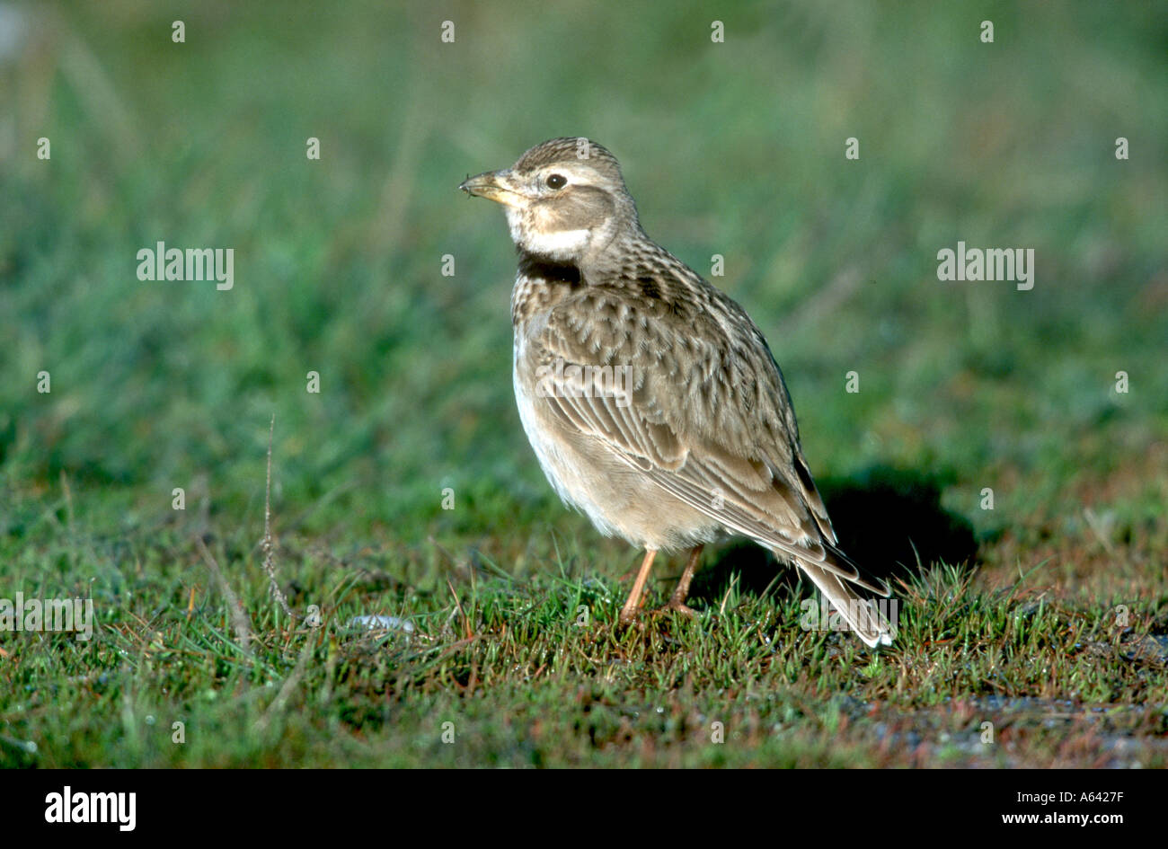 CALANDRA LARK Melanocorypha calandra Stock Photo - Alamy