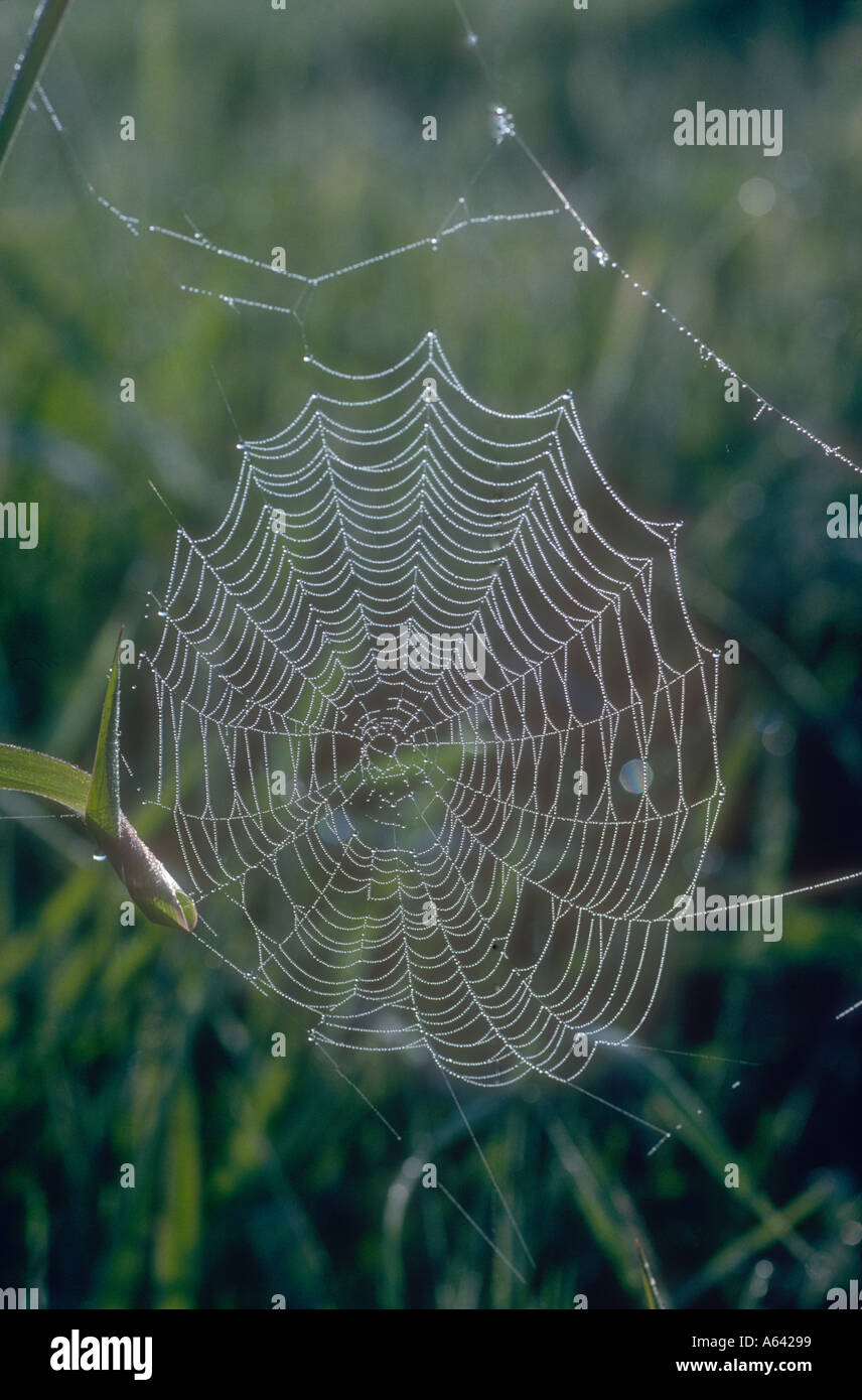 Complex spiders web hi-res stock photography and images - Alamy