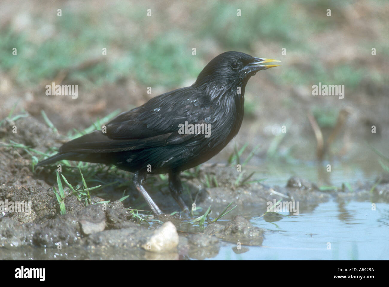 Sturnus unicolor spotless starling hi-res stock photography and images ...