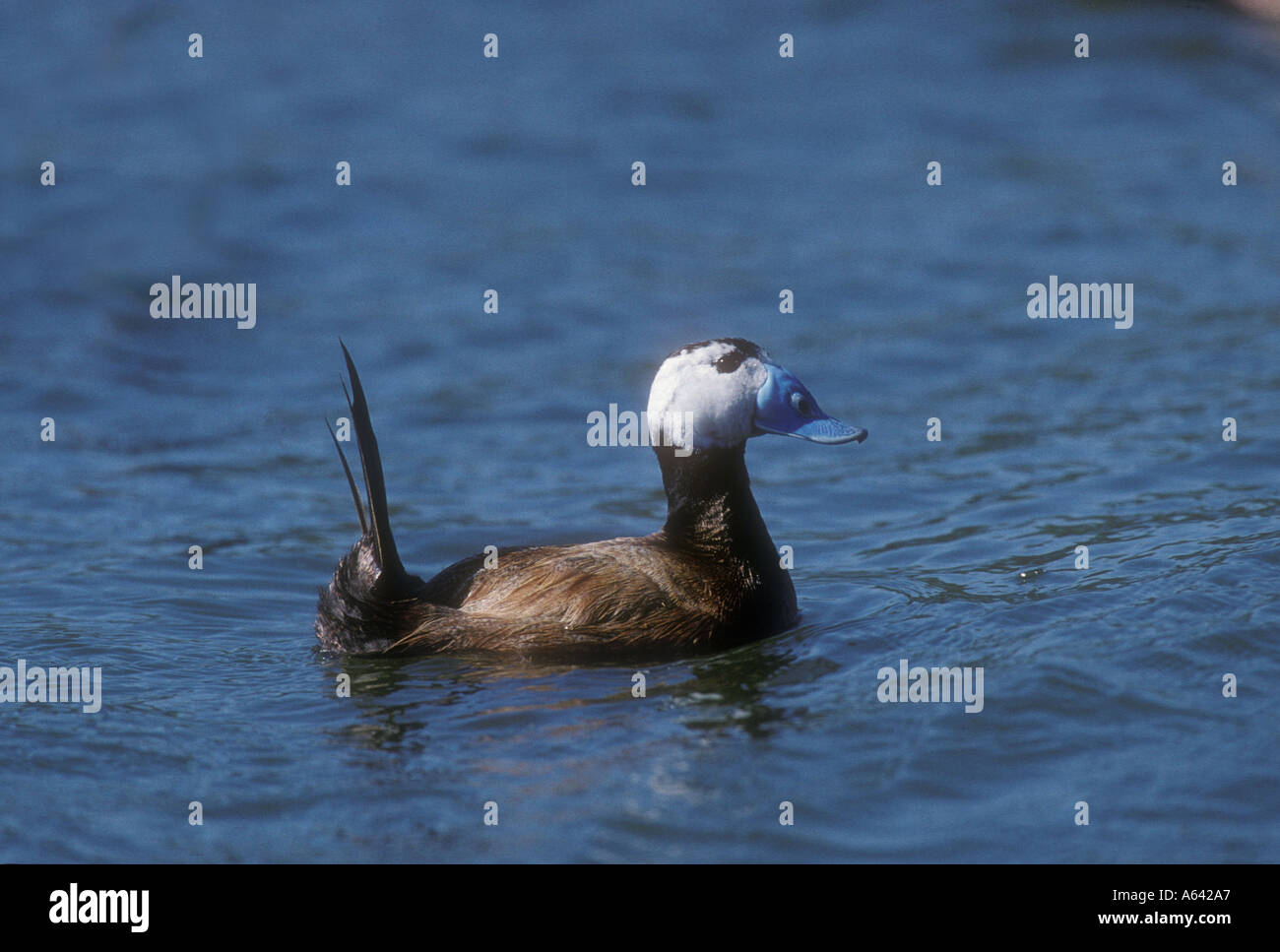 White duck male hi-res stock photography and images - Alamy