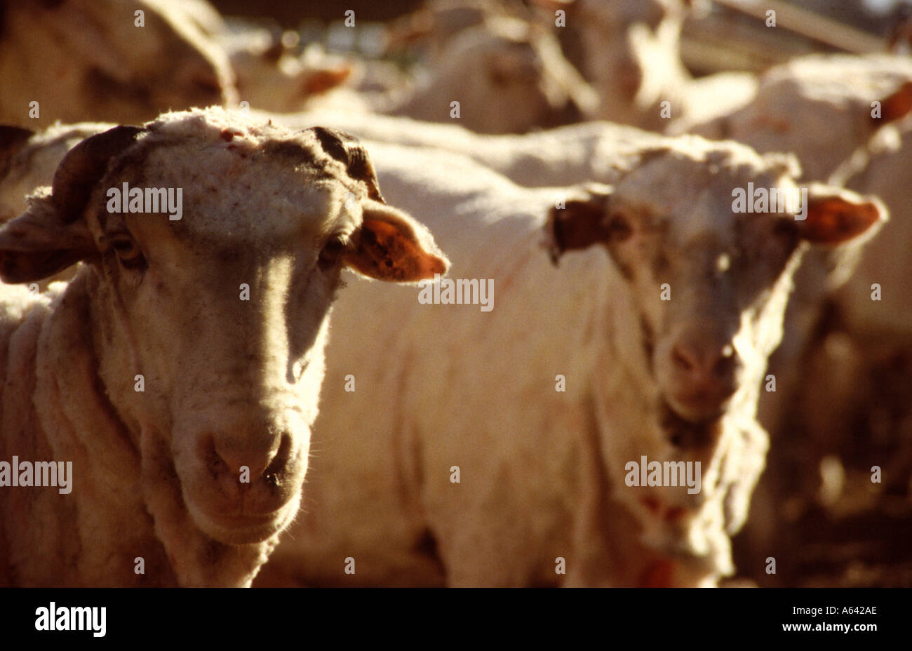 Sheep after being sheared Stock Photo - Alamy