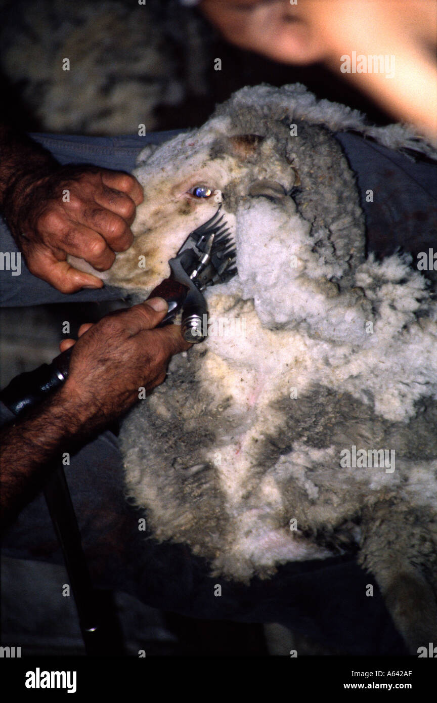 Male sheep shearer shears hi-res stock photography and images - Alamy