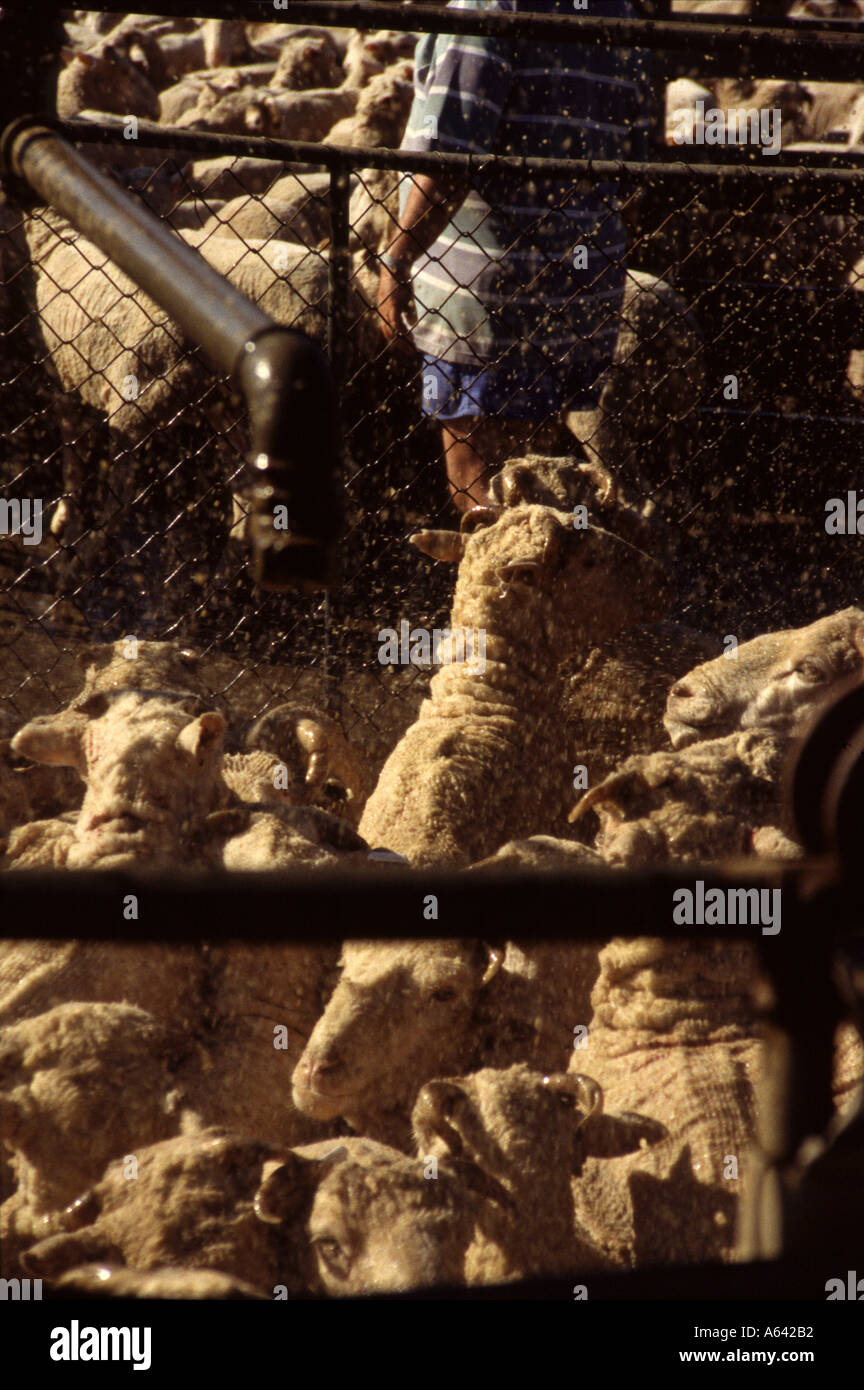 Disinfecting of sheep hi-res stock photography and images - Alamy