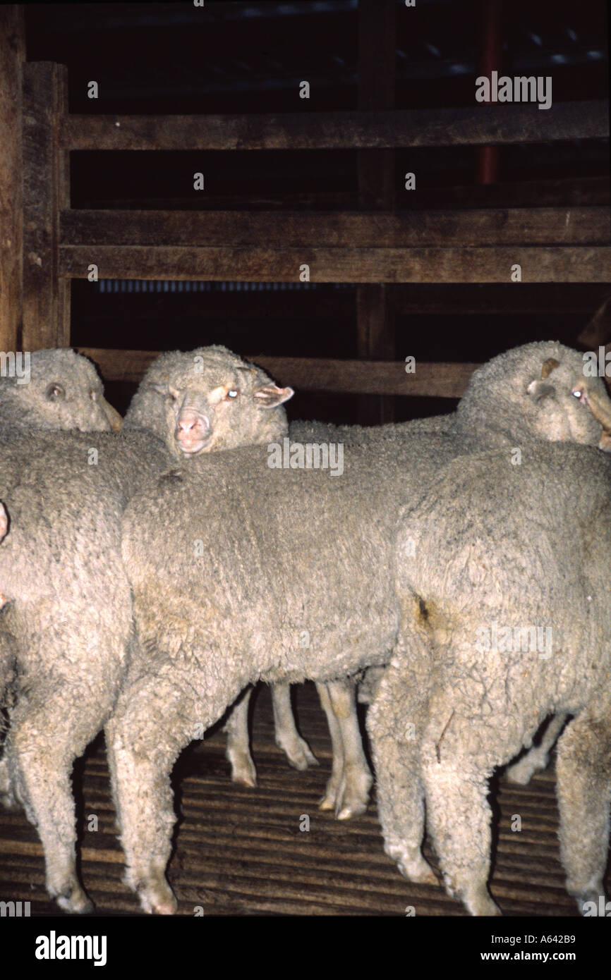 Sheeps waiting in line to be sheared Stock Photo - Alamy