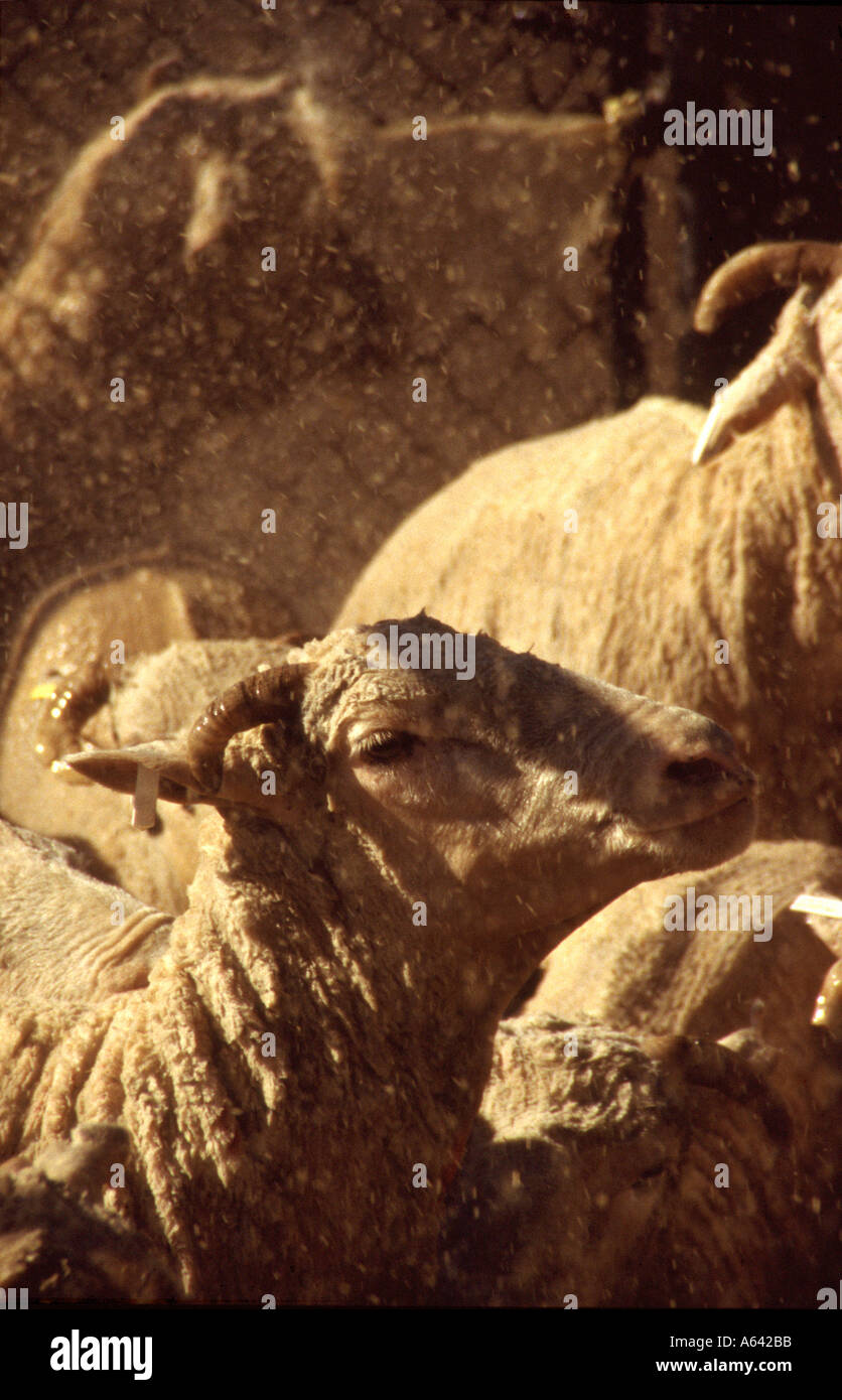Sheep in shower after shearing Stock Photo - Alamy