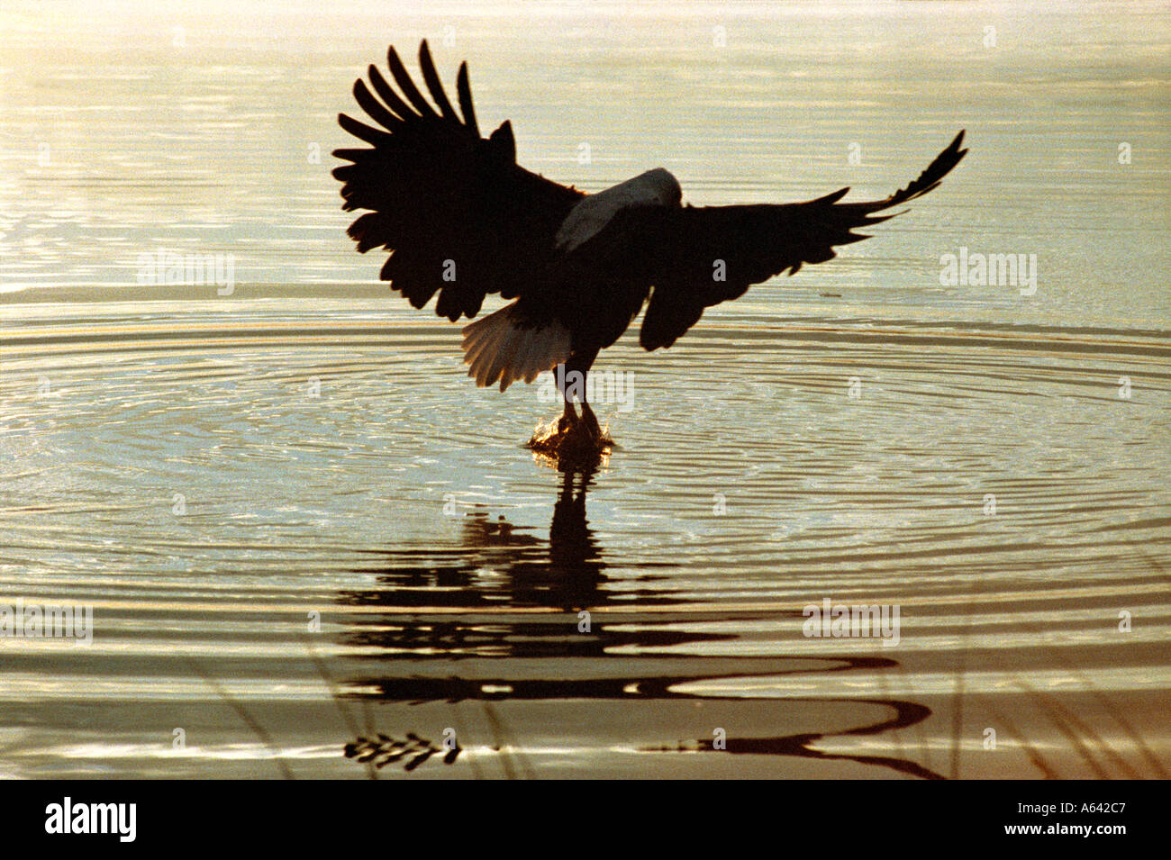 Fish Eagle Catching Fish