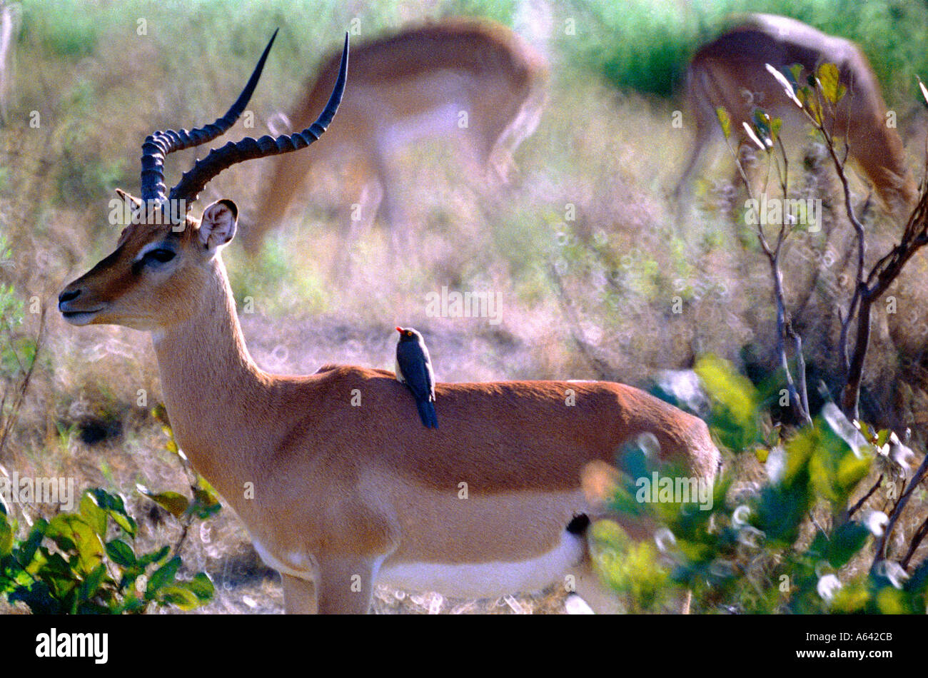 African impala parasitic bird Stock Photo - Alamy