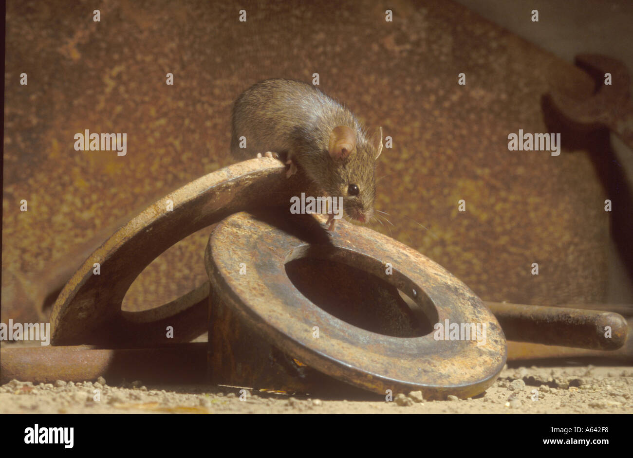 House Mouse exploring a workbench Stock Photo - Alamy