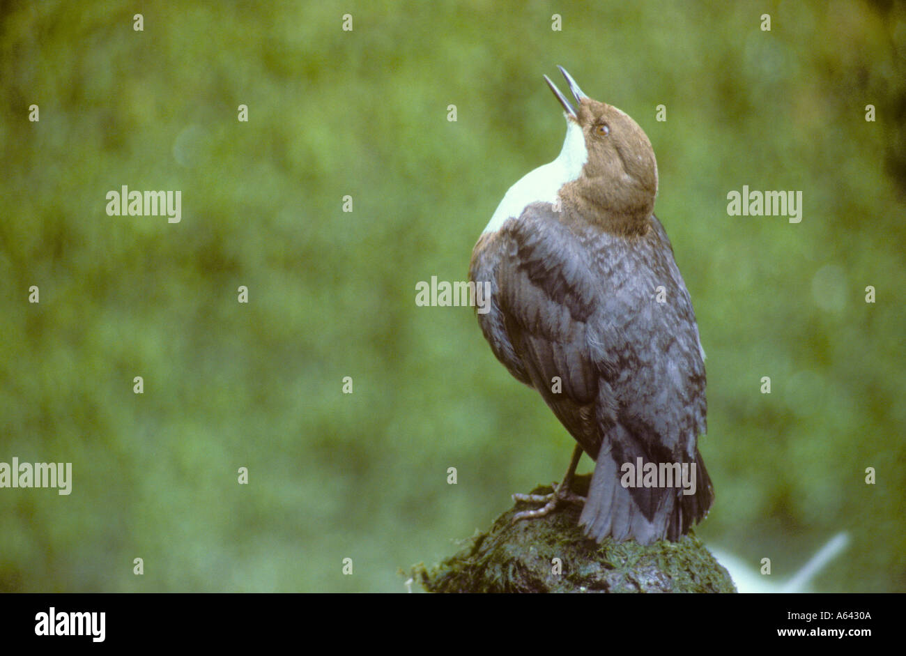 Dipper in full song The song is very powerful to be heard above the ...