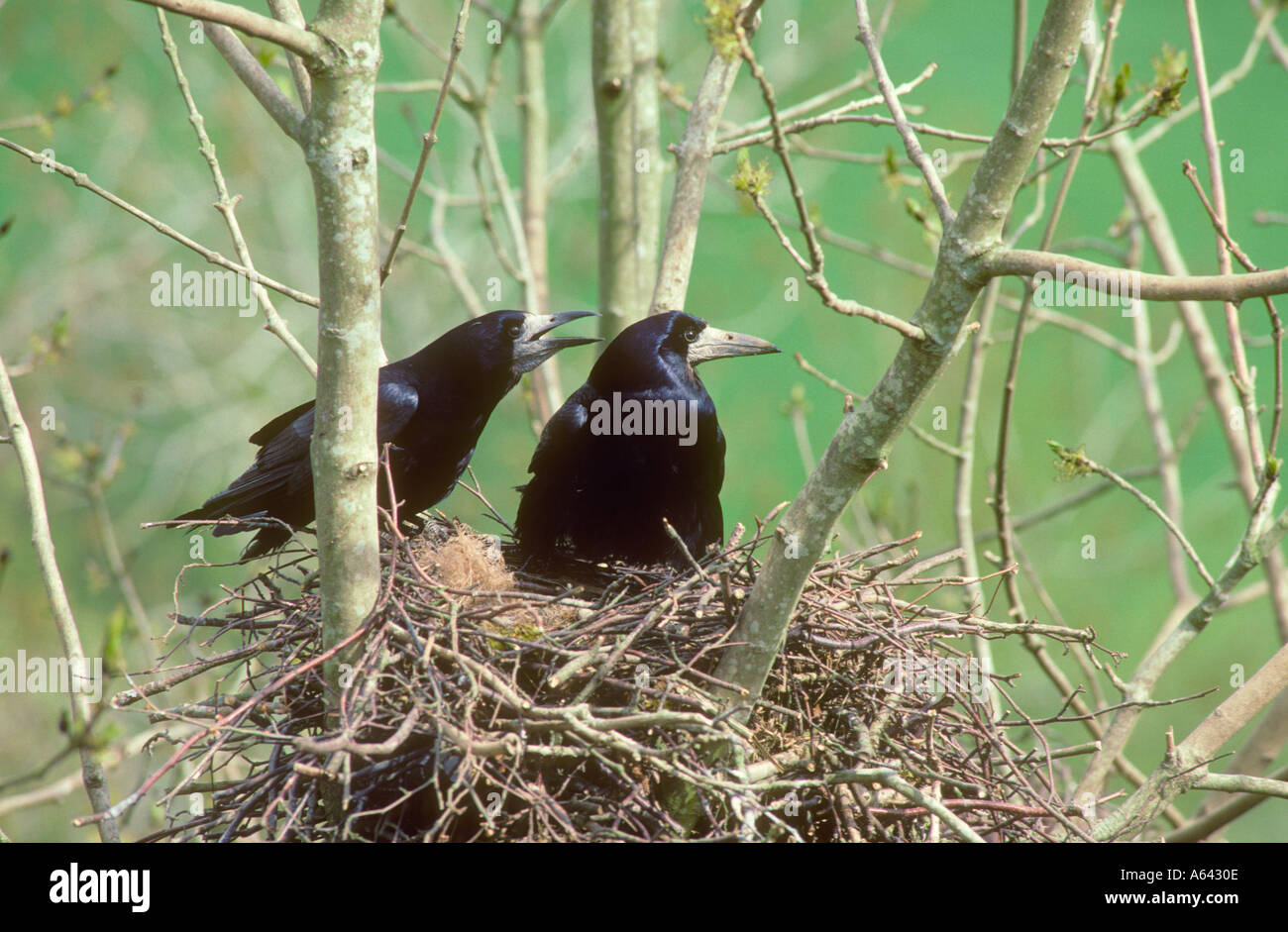 Rooks nest hi-res stock photography and images - Alamy