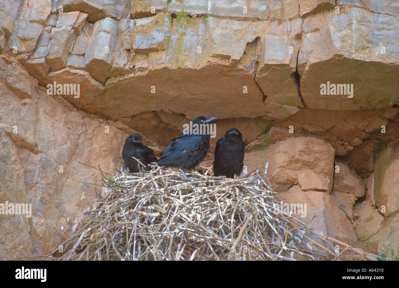 Raven nest uk hi-res stock photography and images - Alamy