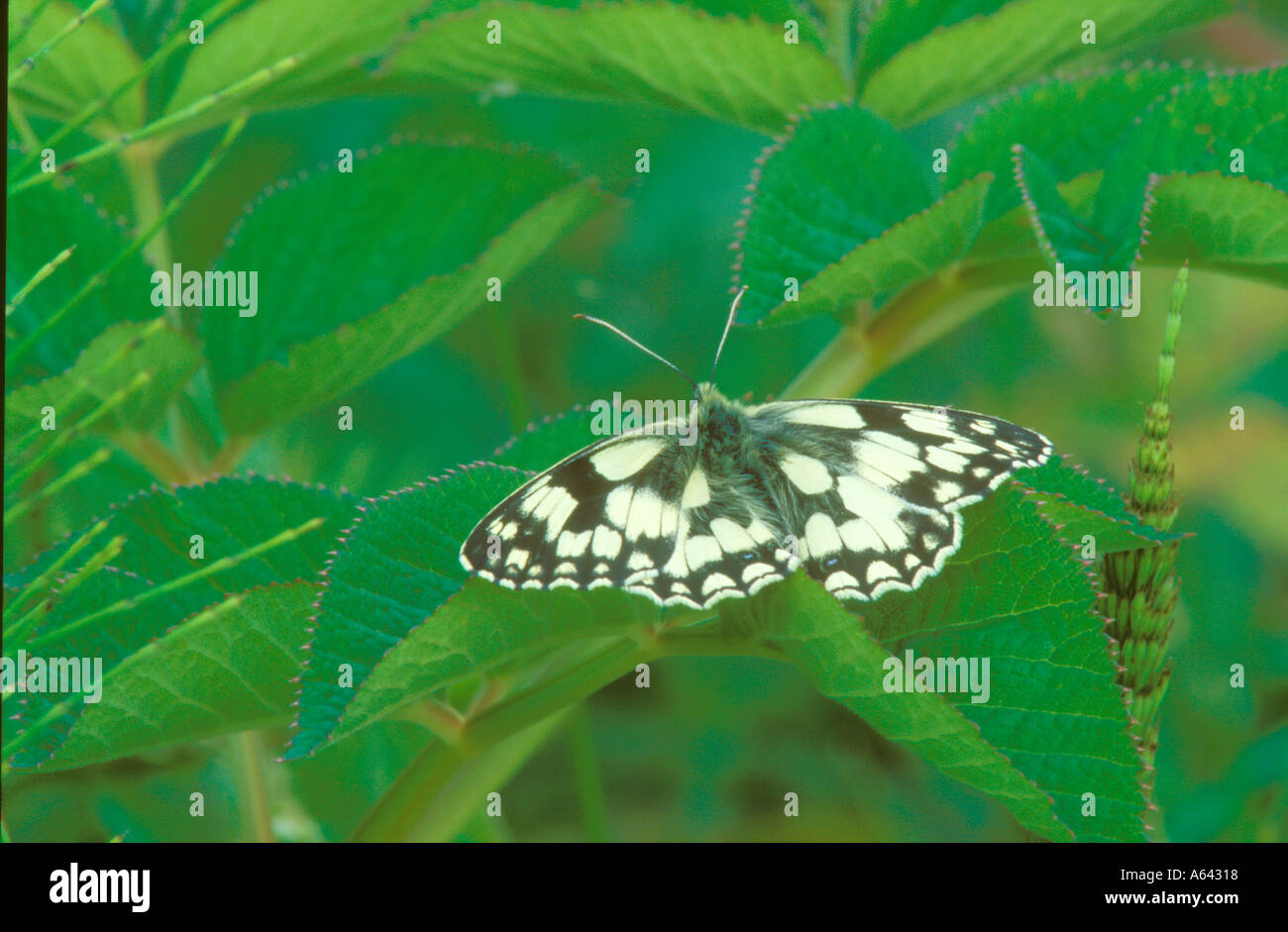 Marbled White Butterfly Stock Photo - Alamy