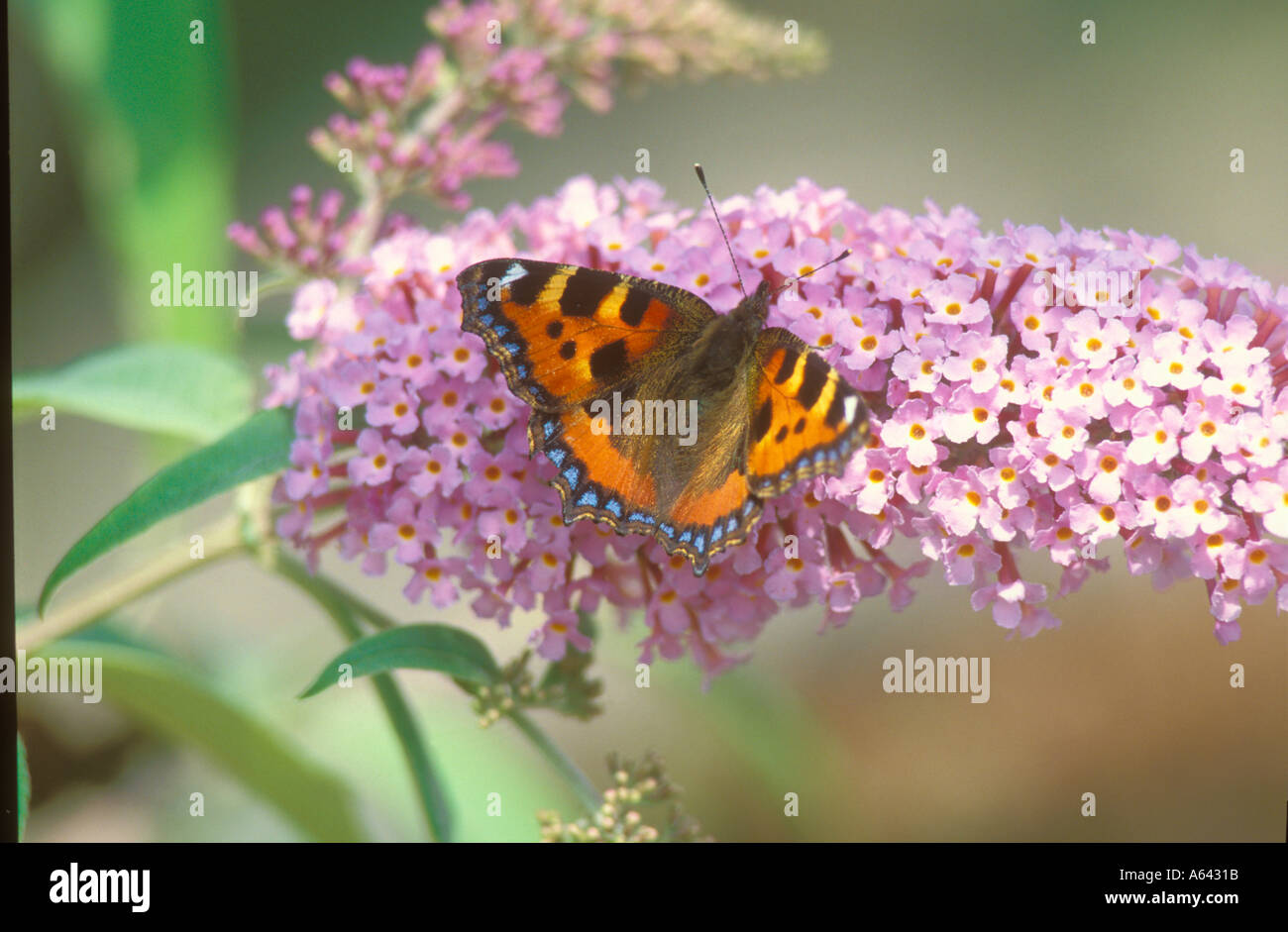 Small Tortoiseshell Butterfly Stock Photo - Alamy