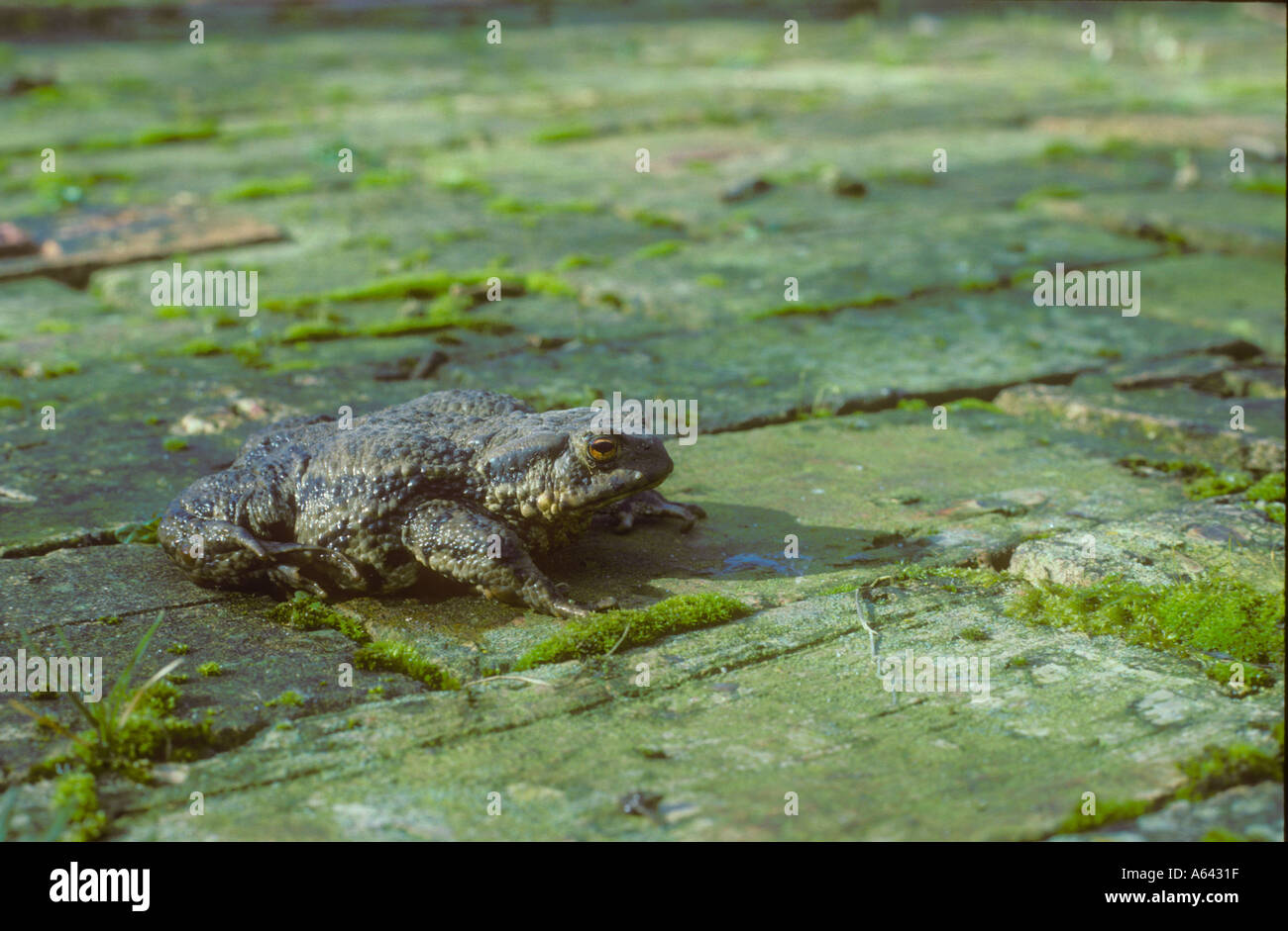 Toad crawl moss hi-res stock photography and images - Alamy