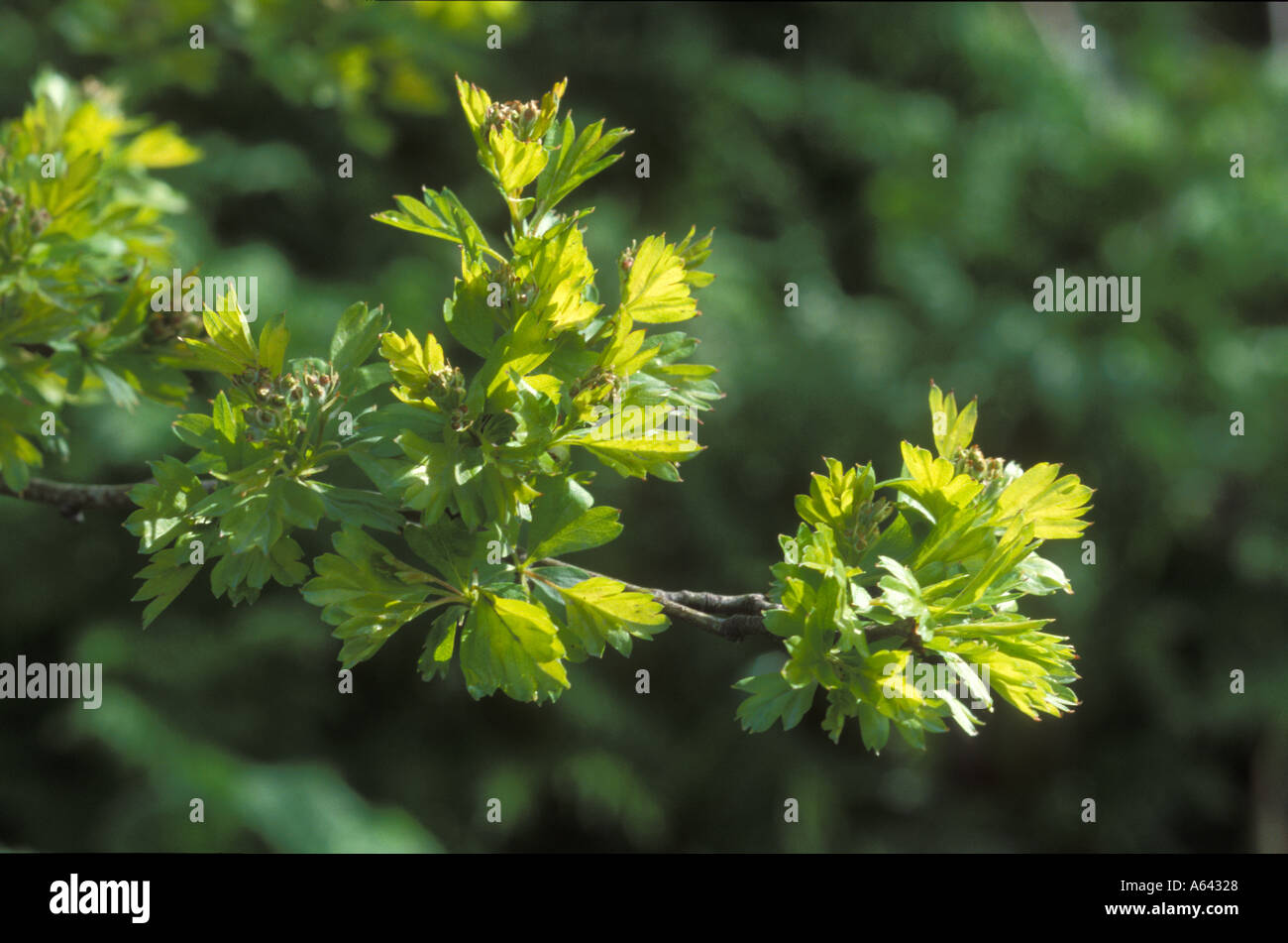 Fresh Hawthorn Leaves in a Hedge Stock Photo - Alamy