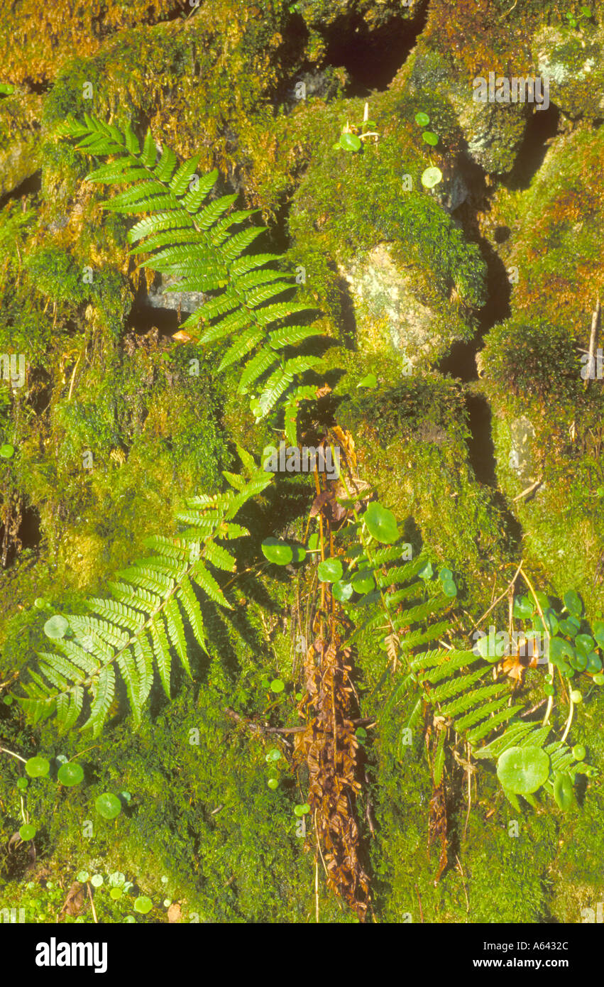 Polypody fern hi-res stock photography and images - Alamy
