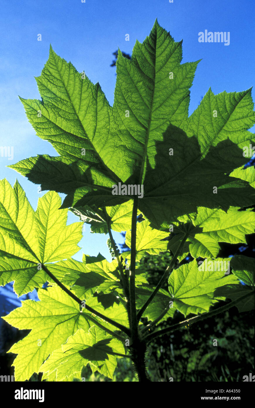 Devil s Club plant from below Seward Alaska Stock Photo - Alamy