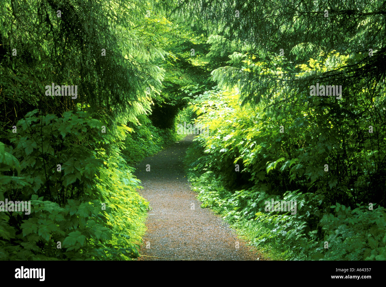 Forest Path Sitka National Historical Park Sitka Alaska Stock Photo - Alamy
