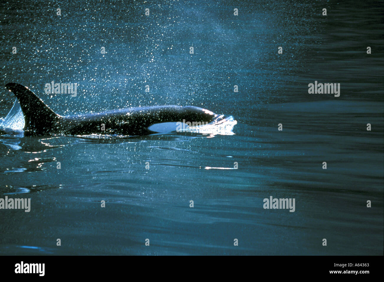 Orca Killer Whale Kenai Fjords National Park Alaska Stock Photo - Alamy