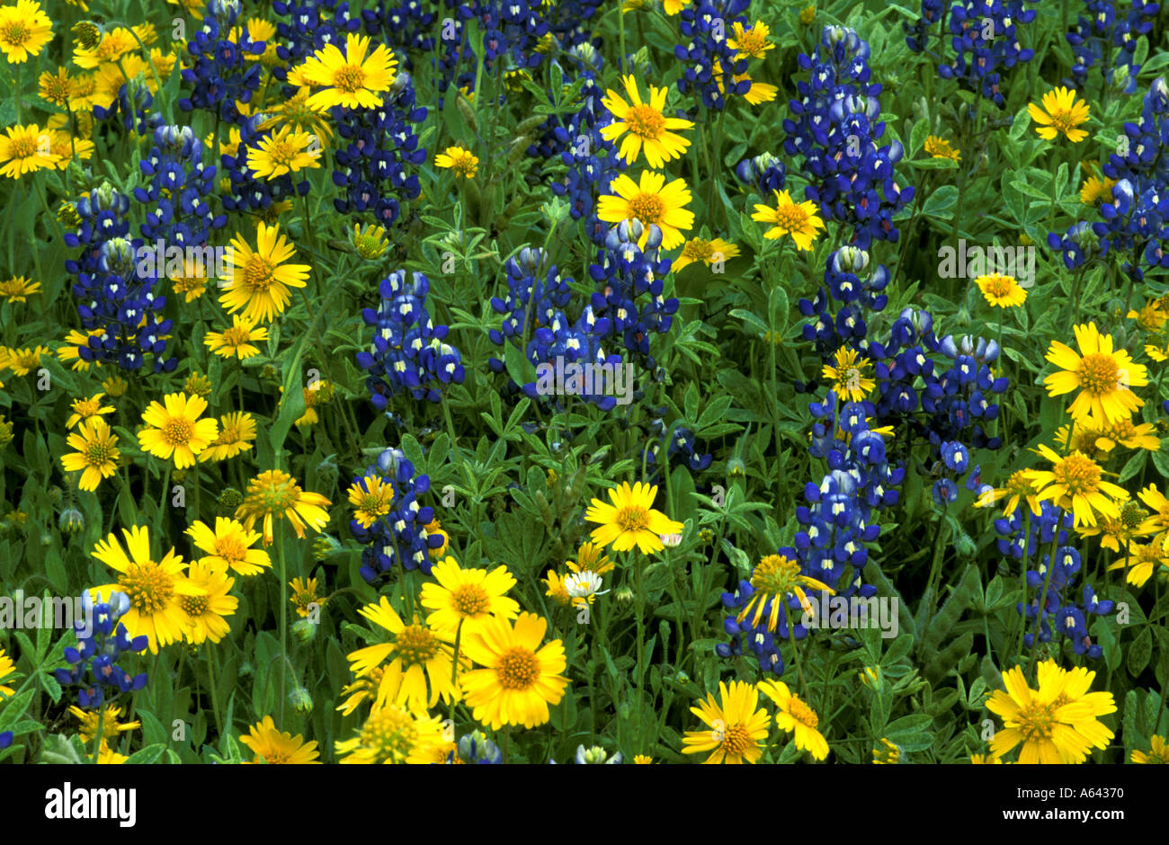Field of Bluebonnet and Coreopsis Texas Stock Photo - Alamy