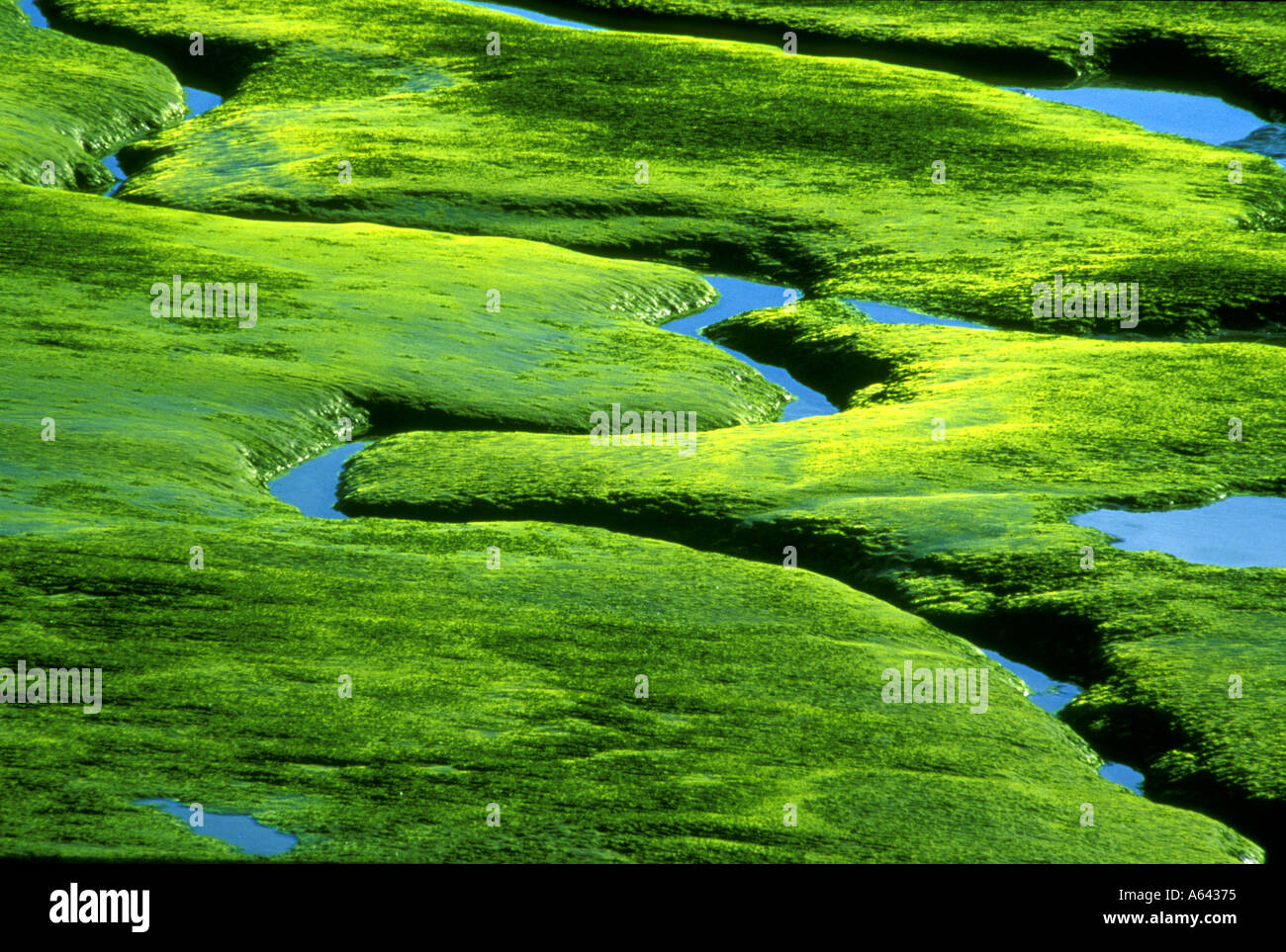Turnagain Arm Algae Alaska Stock Photo - Alamy