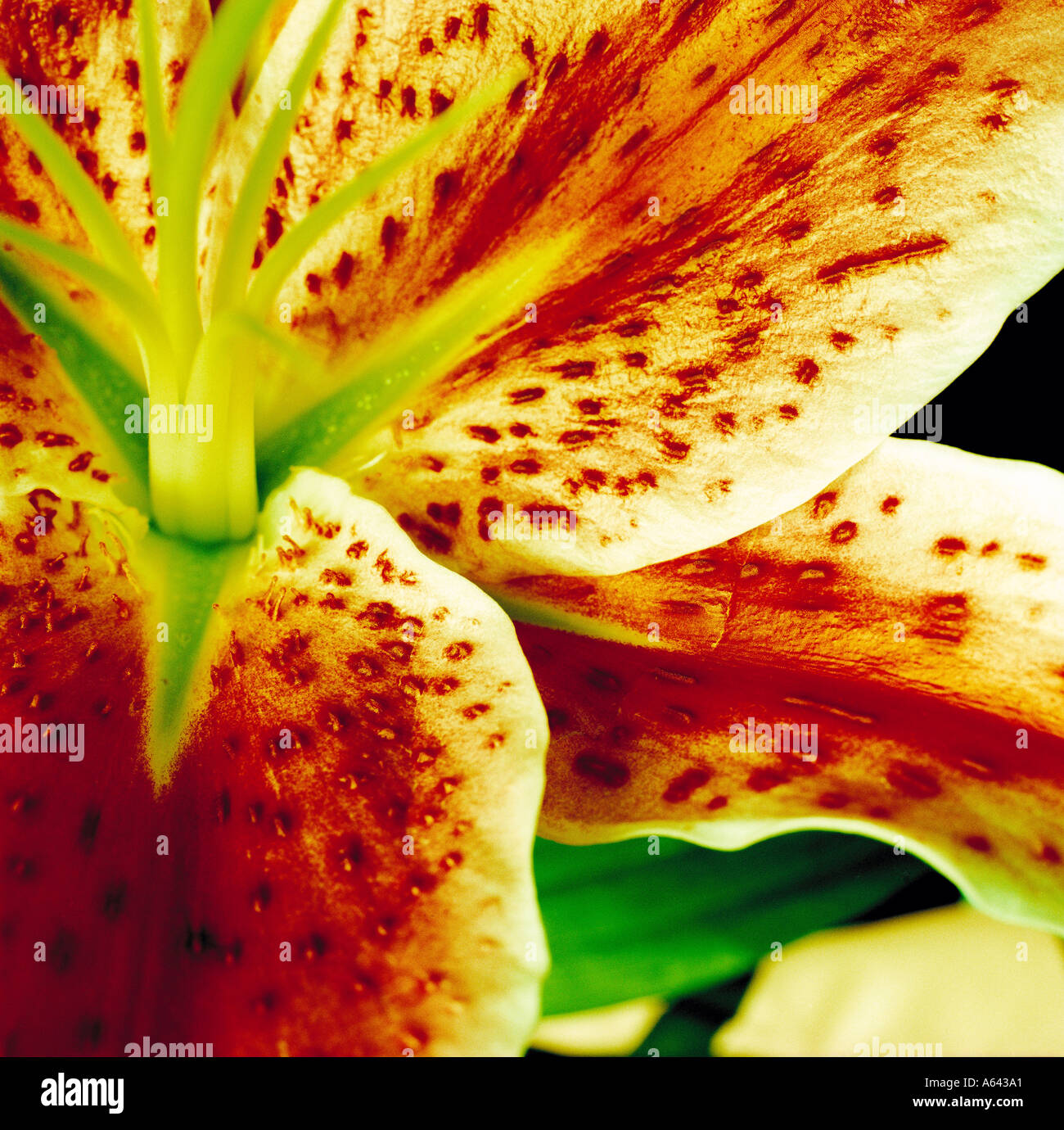 Lilium bright colours hi-res stock photography and images - Alamy