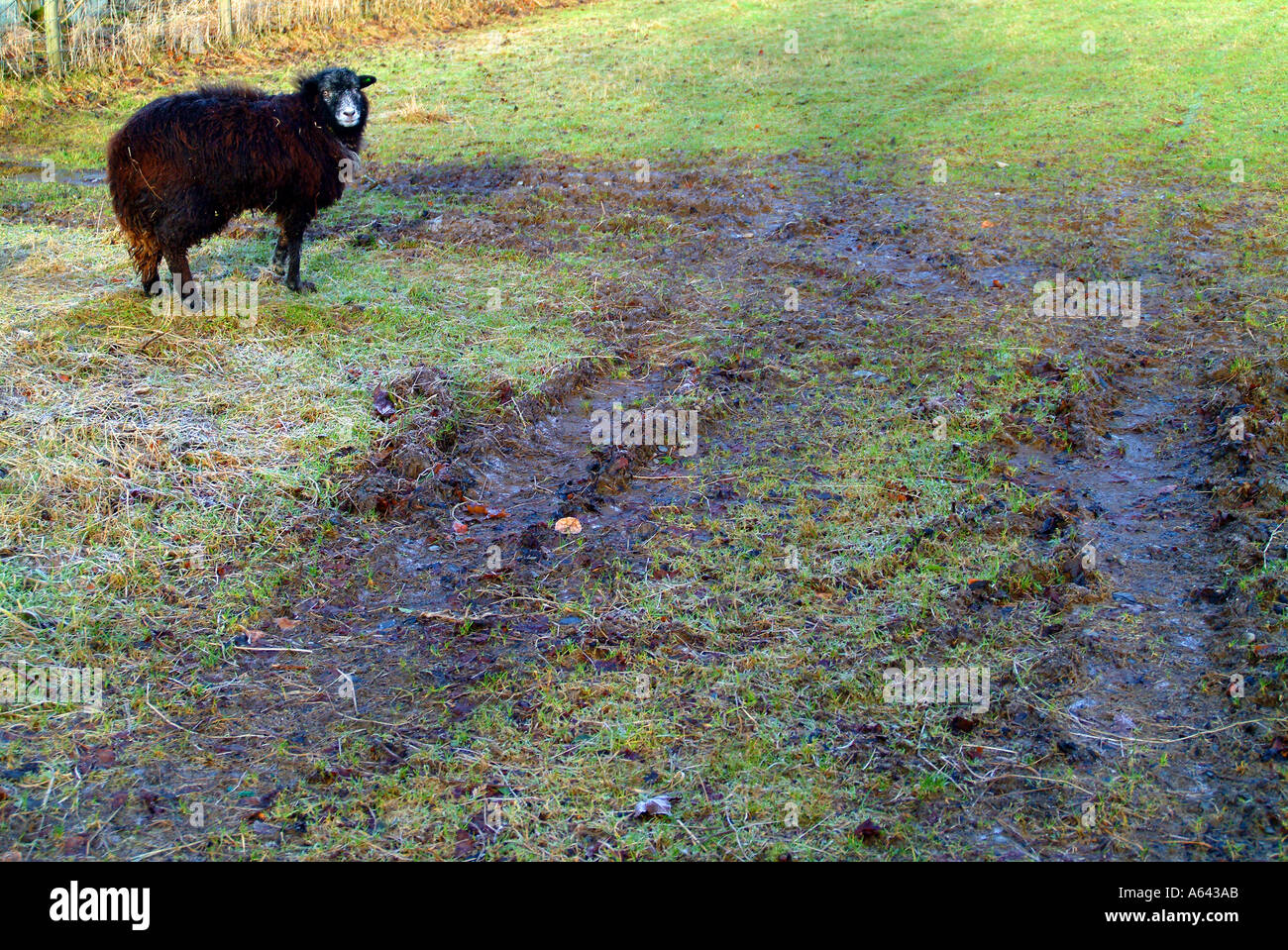 Neglected sheep hi-res stock photography and images - Alamy