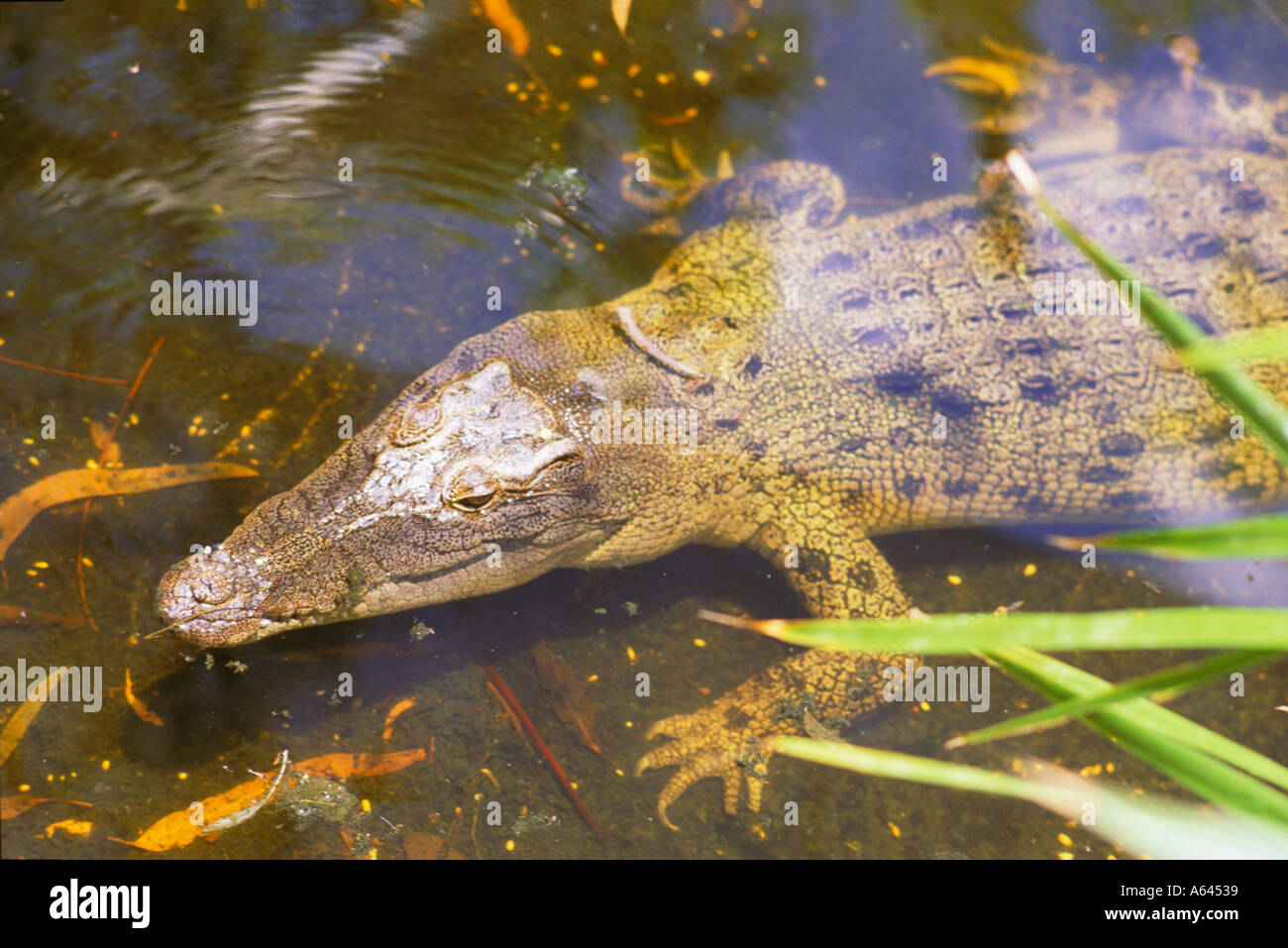 AUSTRALIA QUEENSLAND CROCODILE Stock Photo - Alamy