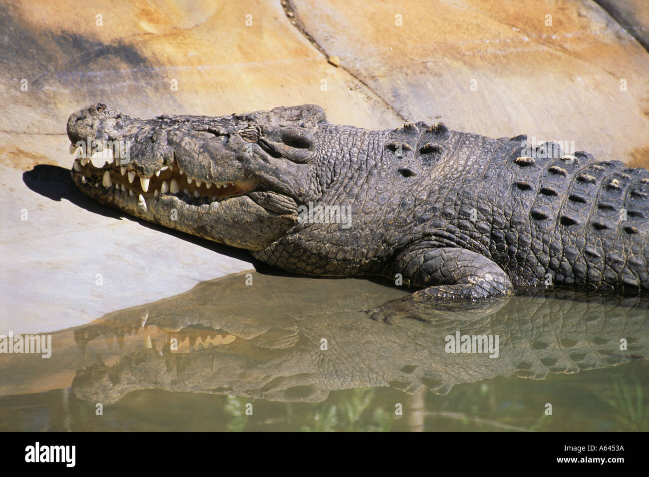 AUSTRALIA QUEENSLAND CROCODILE Stock Photo - Alamy