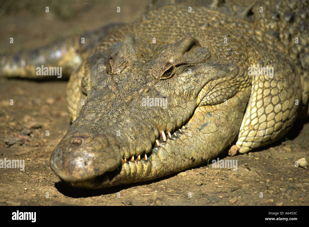 AUSTRALIA QUEENSLAND CROCODILE Stock Photo - Alamy