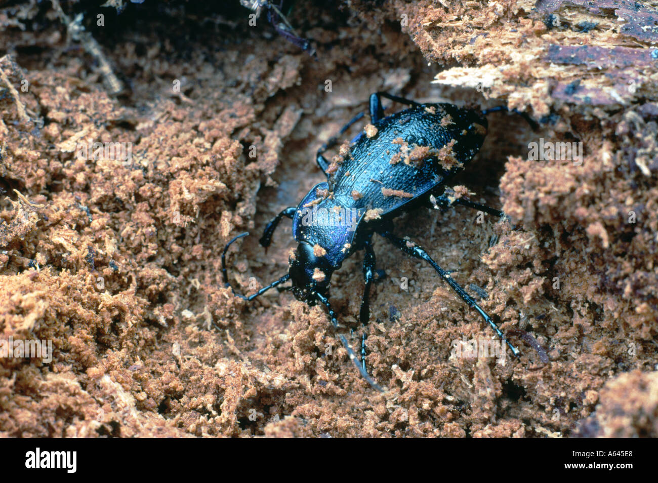 Insect burrowing tree stump hi-res stock photography and images - Alamy