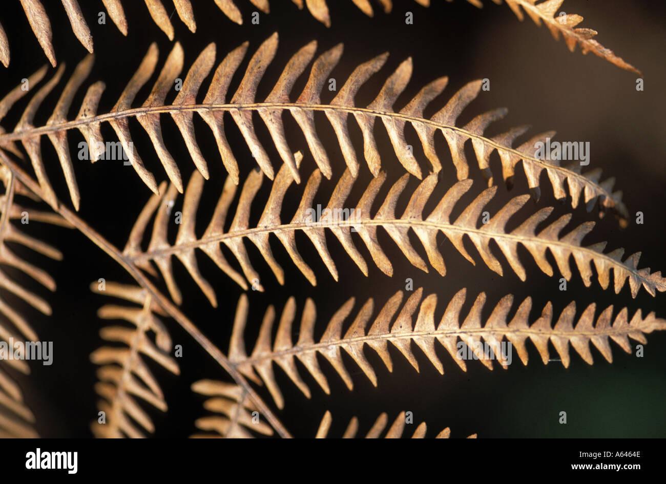 On dead bracken hi-res stock photography and images - Alamy