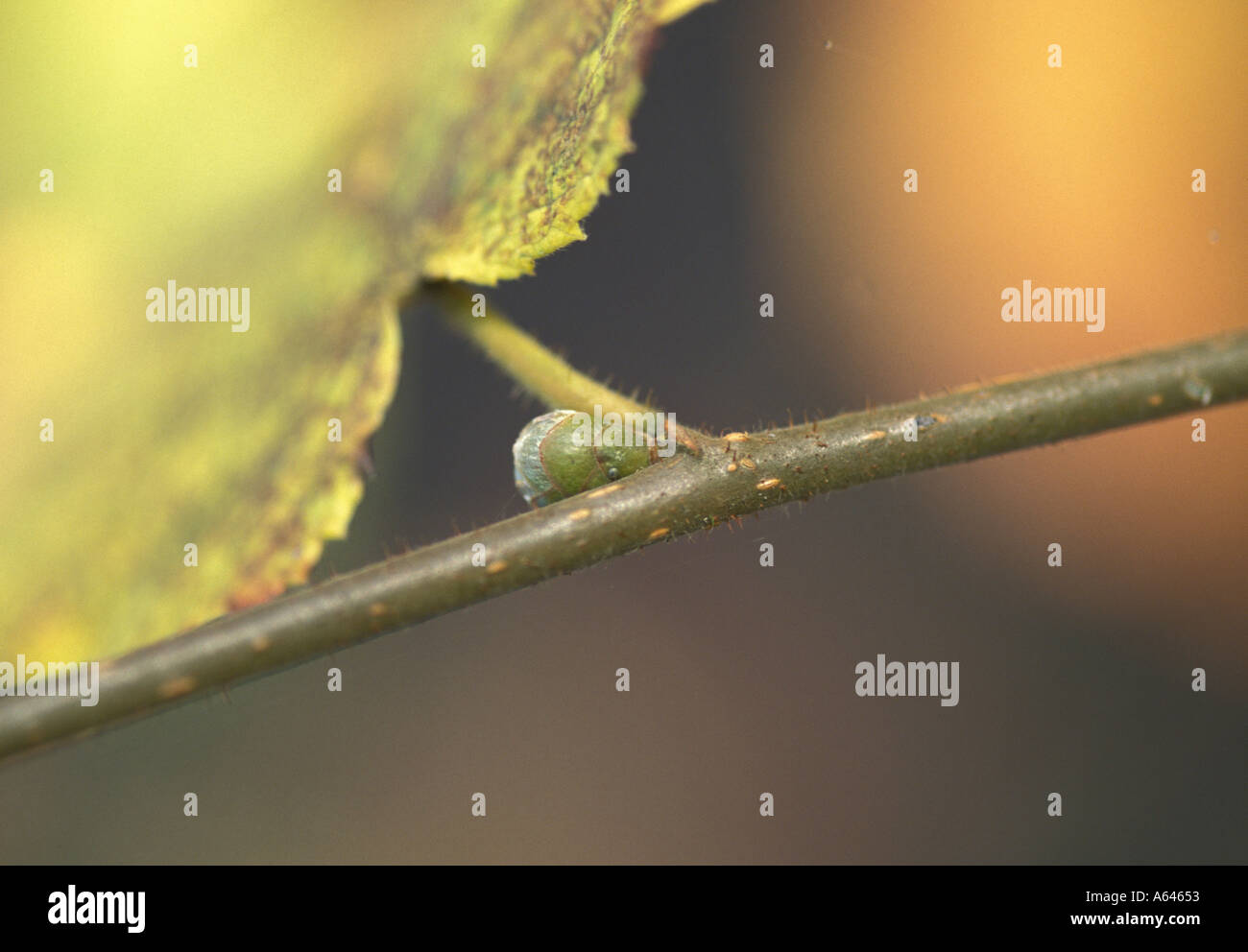 Hazel tree bud hi-res stock photography and images - Alamy