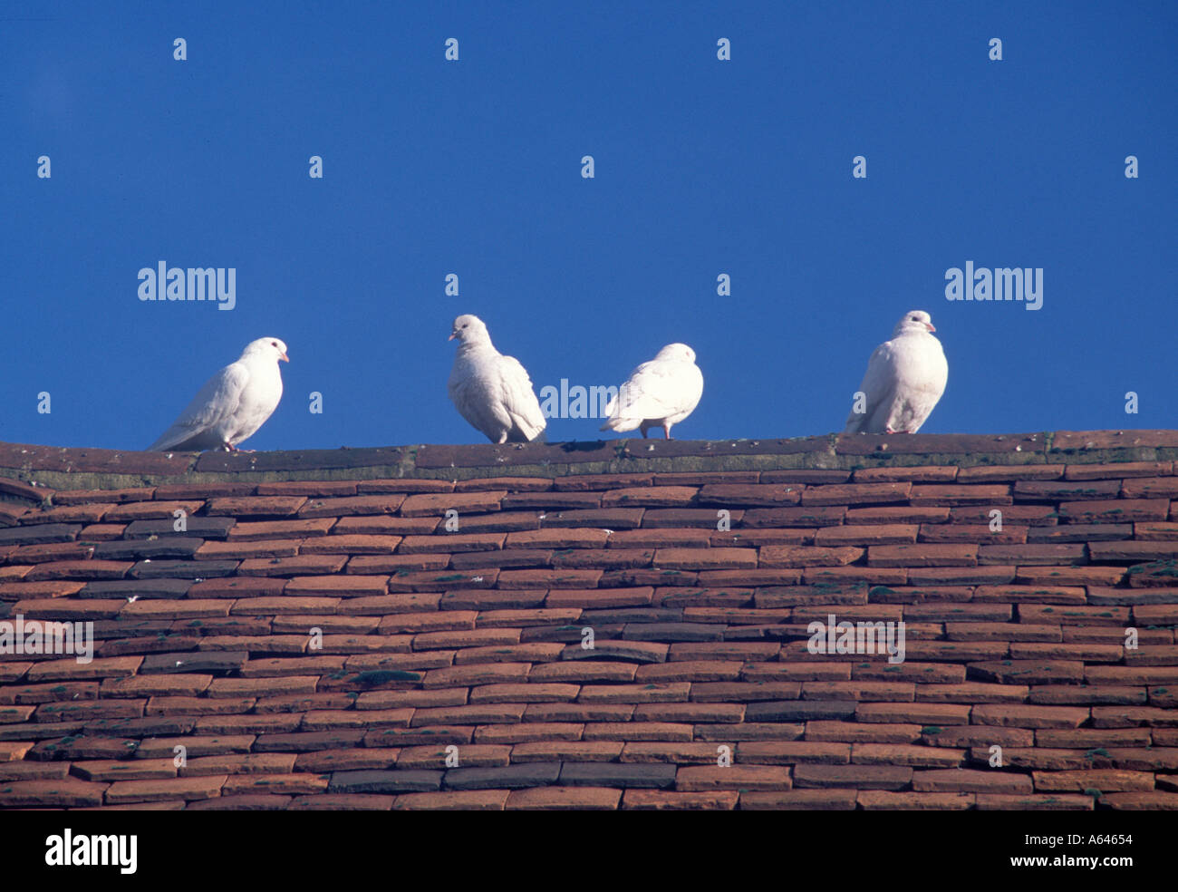 Four doves hi-res stock photography and images - Alamy
