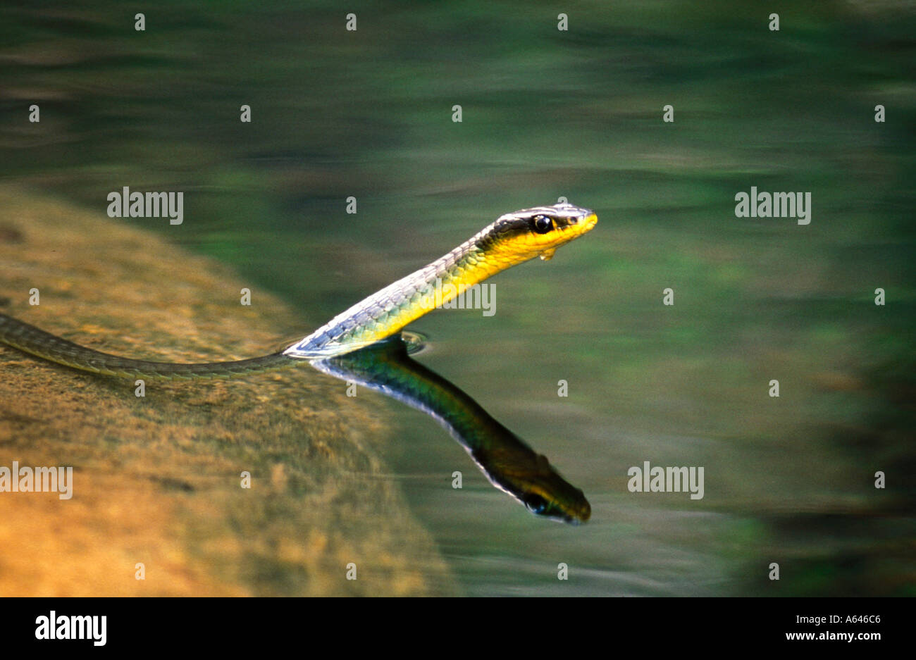 Green Tree Snake in stream Stock Photo - Alamy