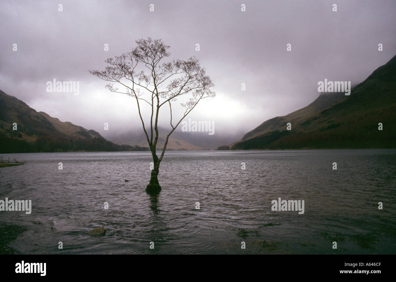 Lone Tree at Buttermere lake in the Lake District Cumbria Stock Photo ...