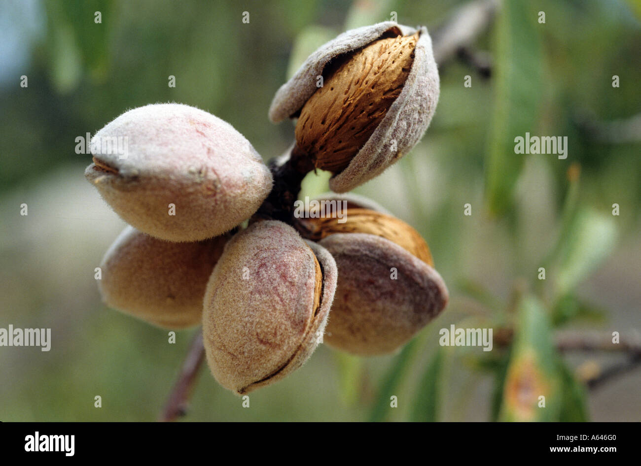 Fruit tree in nature hi-res stock photography and images - Alamy