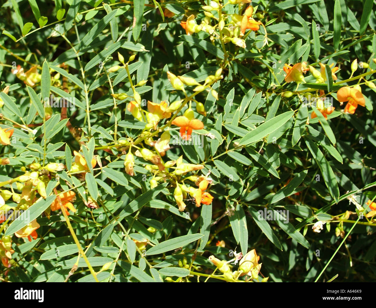 Yellow flowers Kakadu National Park, Northern Territory, Australia ...