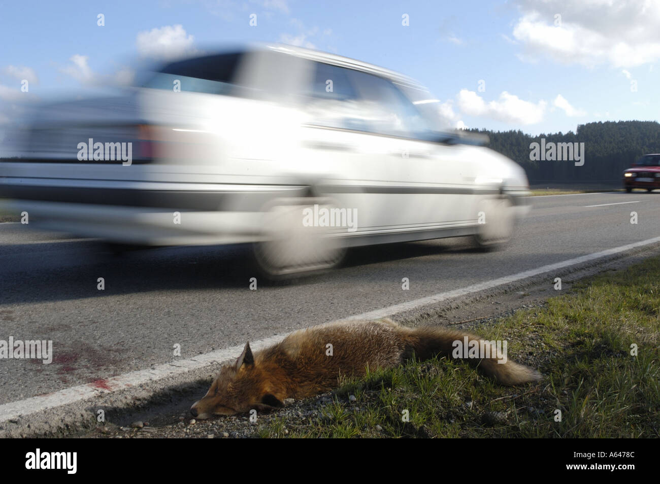 Dead fox at the roadside Stock Photo - Alamy