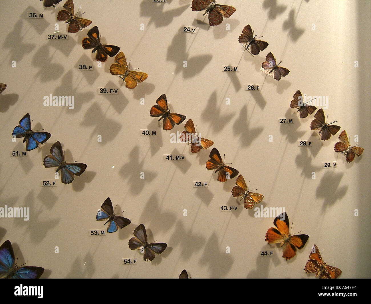 Australian Butterfly display Sydney Australia Stock Photo - Alamy