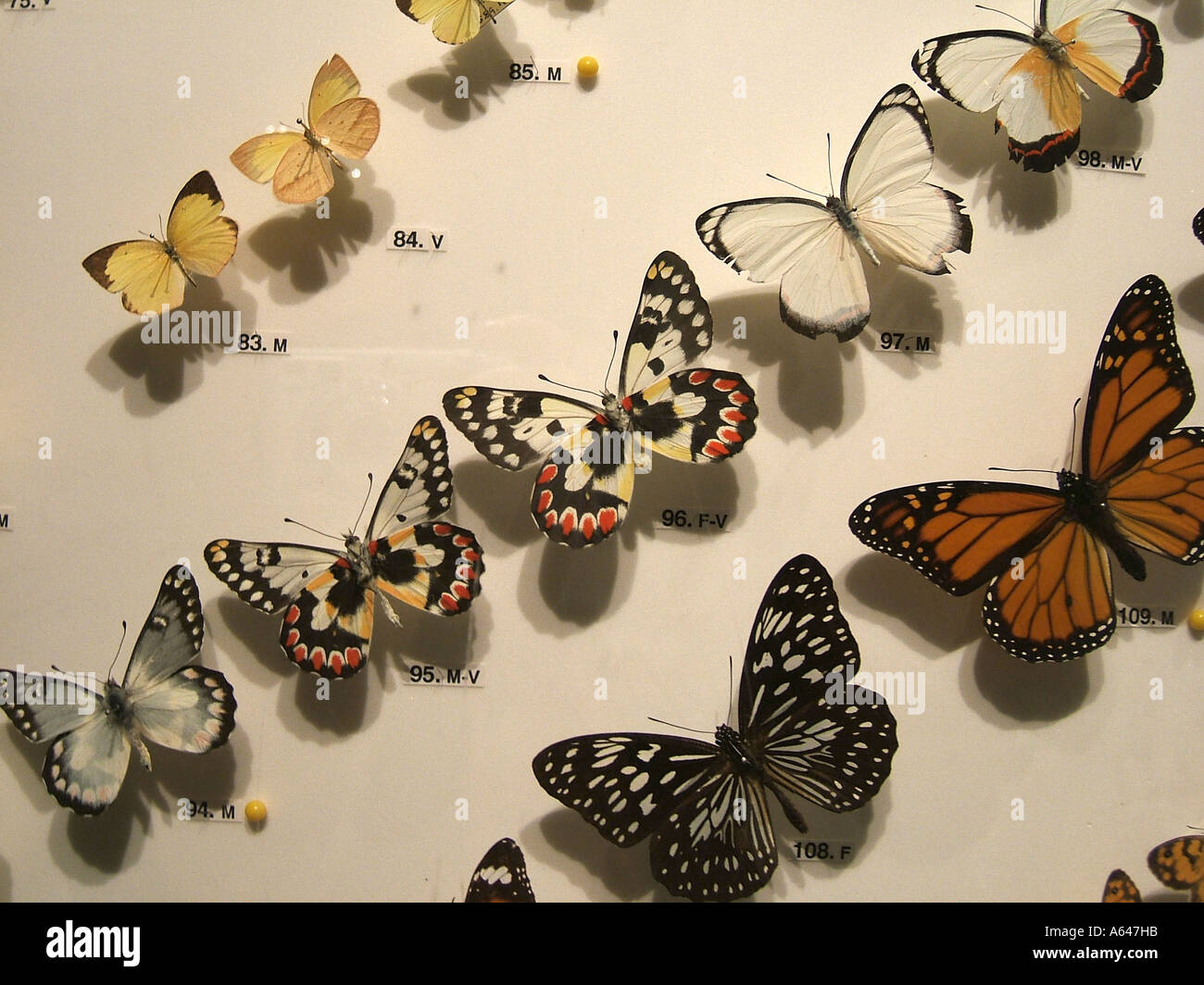 Australian butterflies hi-res stock photography and images - Alamy