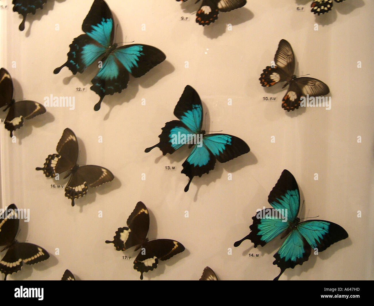 Australian butterflies hi-res stock photography and images - Alamy