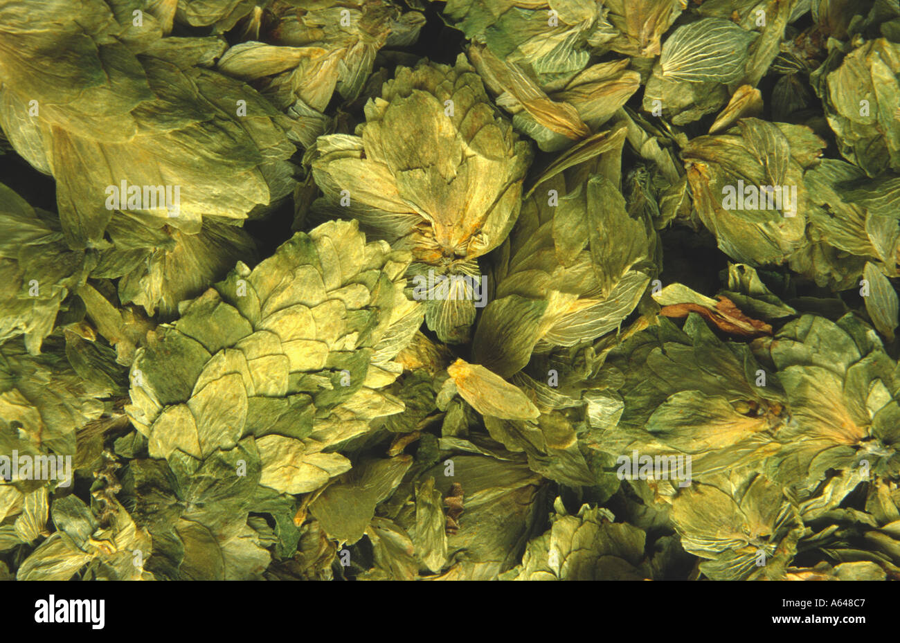Hopfen Hop humulus lupulus for making beer Stock Photo - Alamy