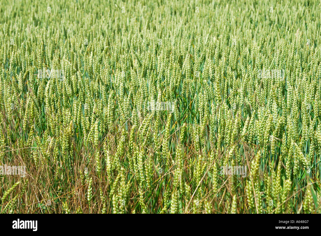 Wheat Triticum aestivum Stock Photo - Alamy
