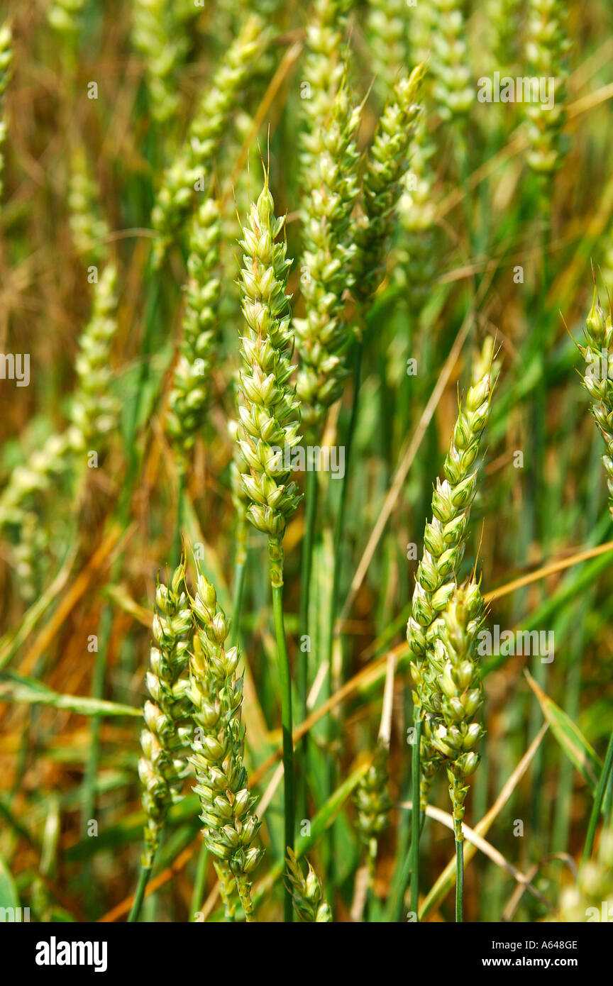 Wheat Triticum aestivum Stock Photo - Alamy