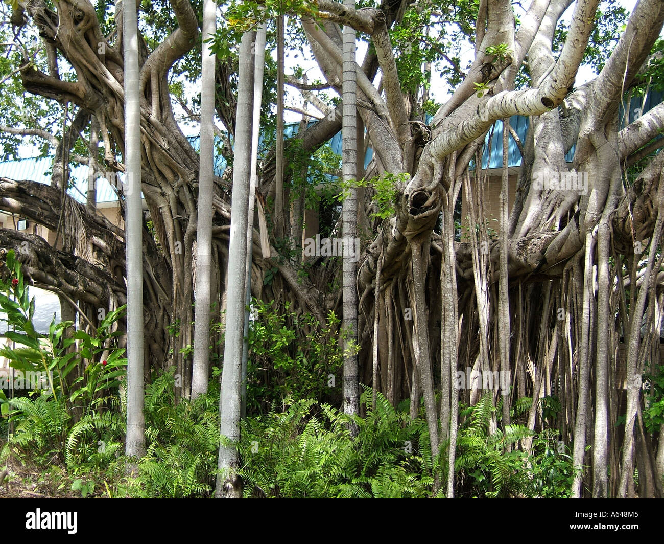 Fig tree Darwin northern Territory Australia Stock Photo - Alamy