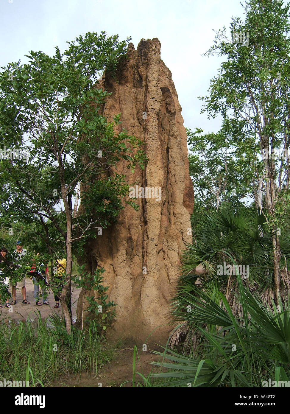 Cathedral termite mound Litchfield national Park Northern Territory ...