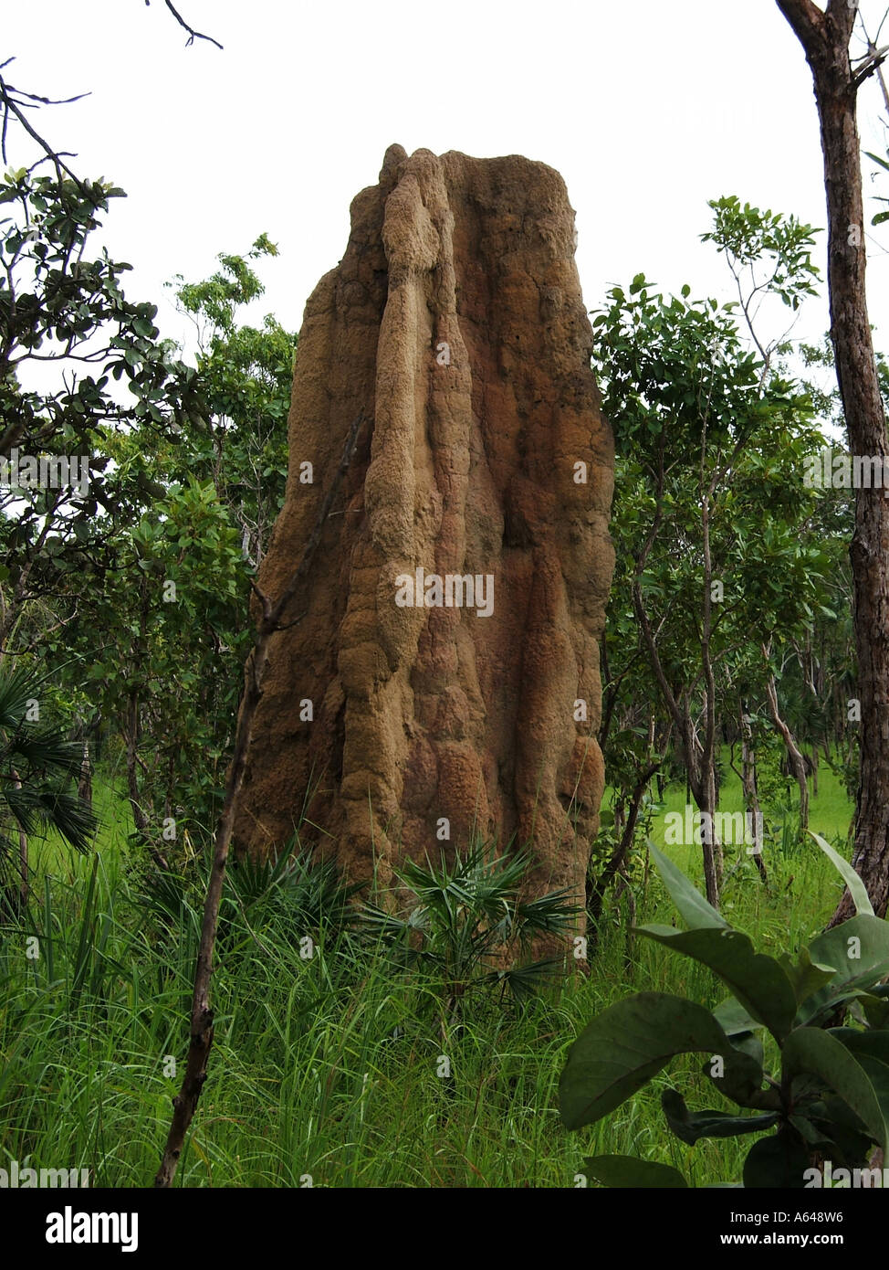 Cathedral termite mound Litchfield national Park Northern Territory ...