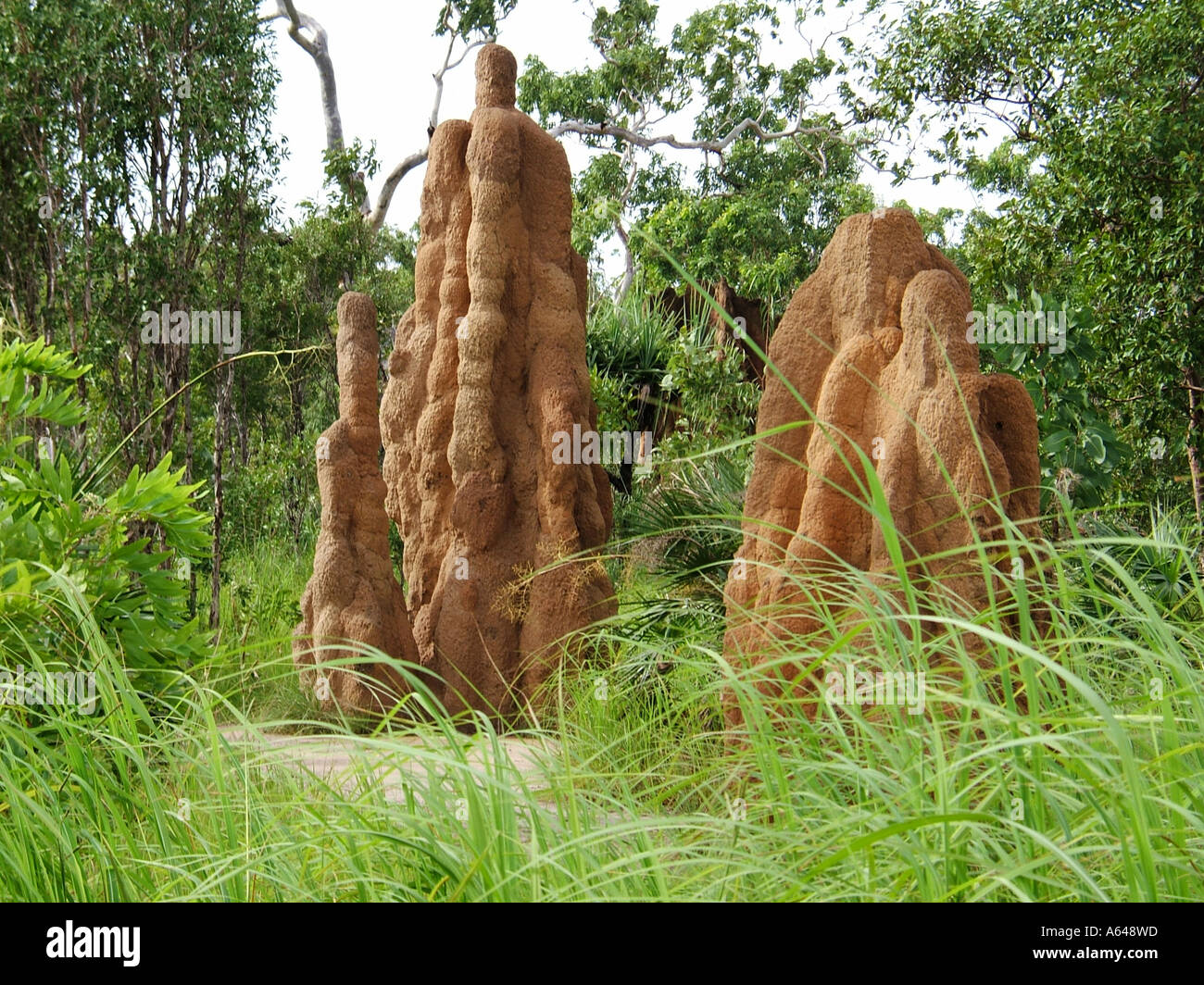 Cathedral termite mound Litchfield national Park Northern Territory ...